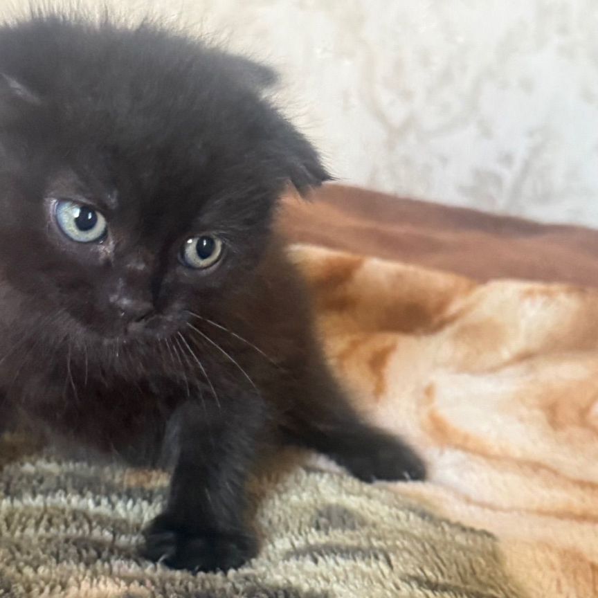 Шотландский вислоухий длинношёрстный котёнок