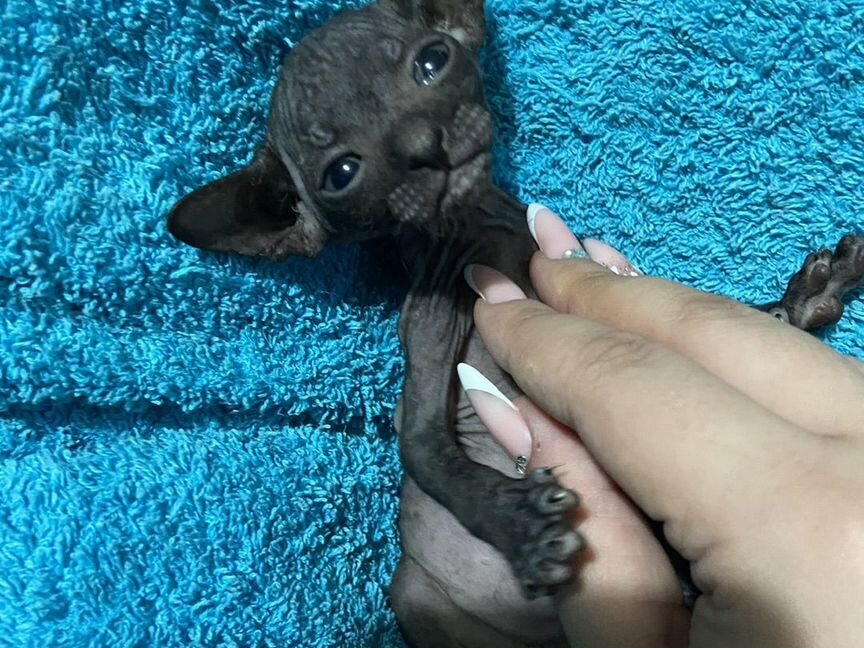 Котята сфинкс браш