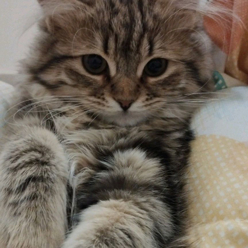 Сибирский котёнок