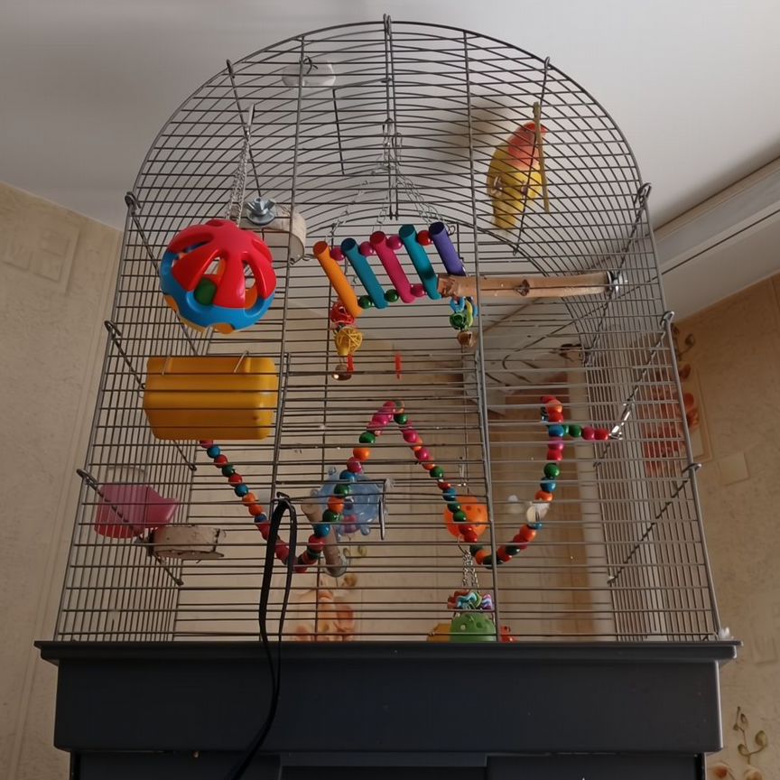 Попугаи неразлучники