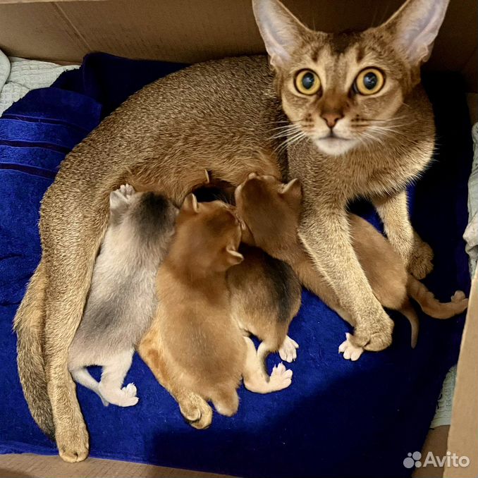 Абиссинские котята дикого,сорель,голубого окрасов