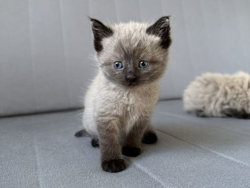 Продам сиамского котенка