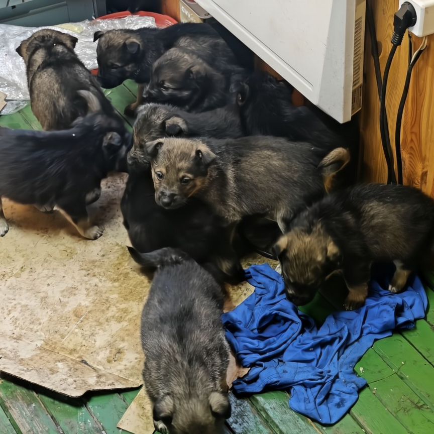 Немецкая овчарка, щенок