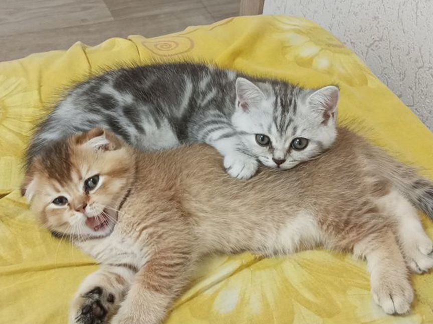 Шотландская прямоухая кошечка