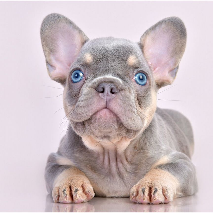 Французский бульдог лиловый