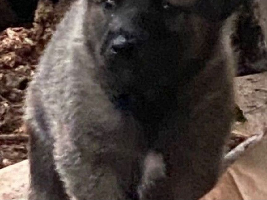 Щенки в добрые руки