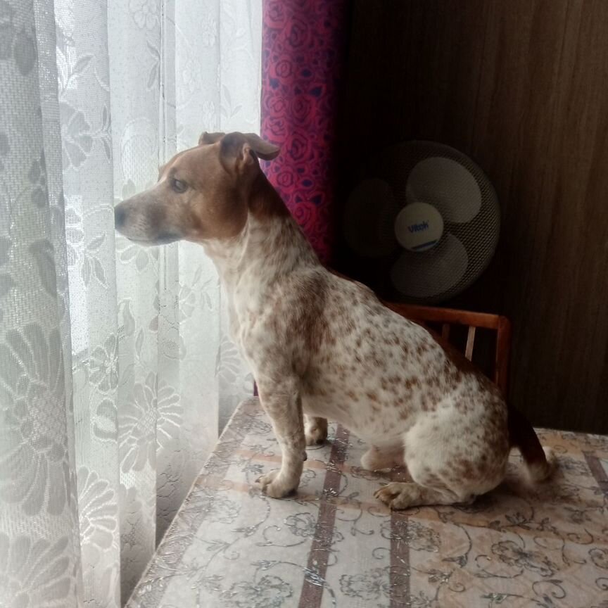 Случка собак Джек Рассел. Бесплатно