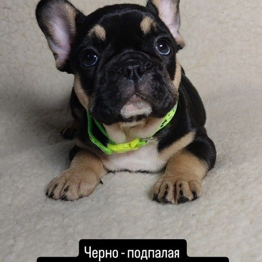 Французский бульдог разные окрасы