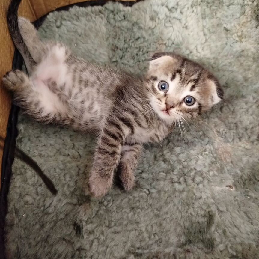 Британские котята