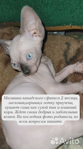 Подам котенка канадского сфинкса