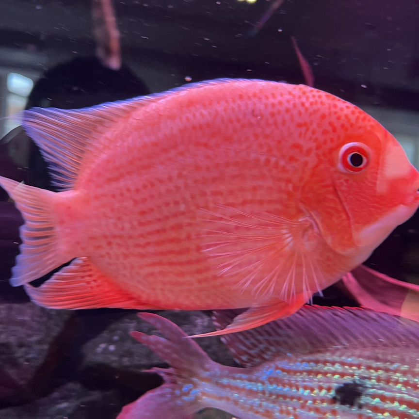 Северум взрослый обмен на самку