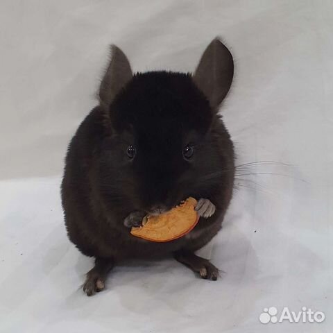 Шиншилленок эбони экстра темный на девочка 2 мес