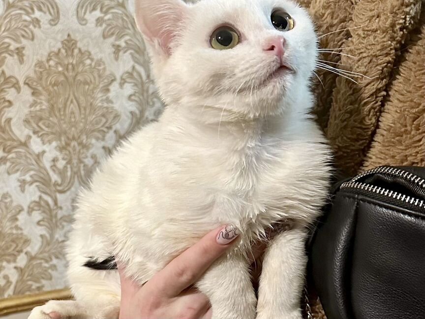 Котики бесплатно