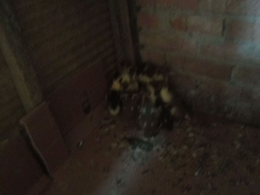 Утята индоутки