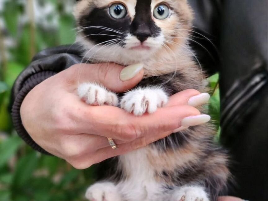 Котенок Принцесс
