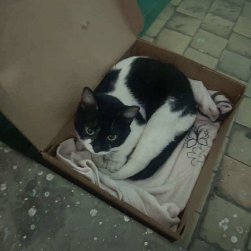 Кошка в подъезде