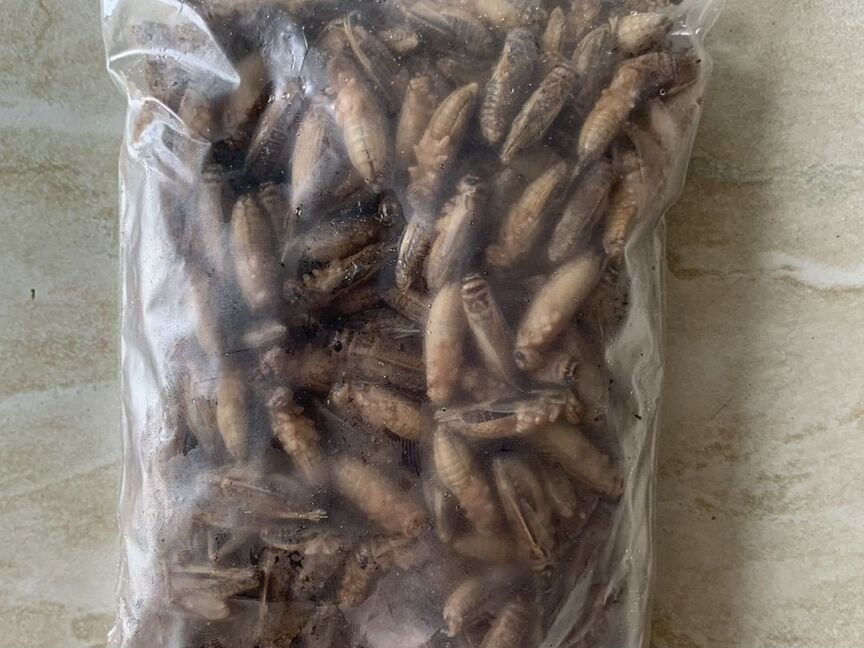 Сверчок домовой замороженный