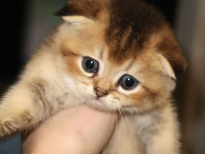Шотландские вислоухие котята