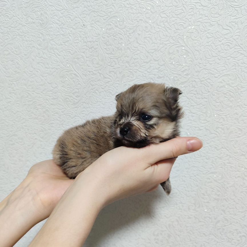 Померанский шпиц, щенок