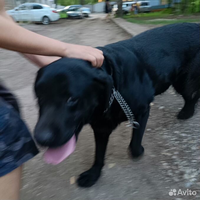 Найдена собака, лабрадор мальчик