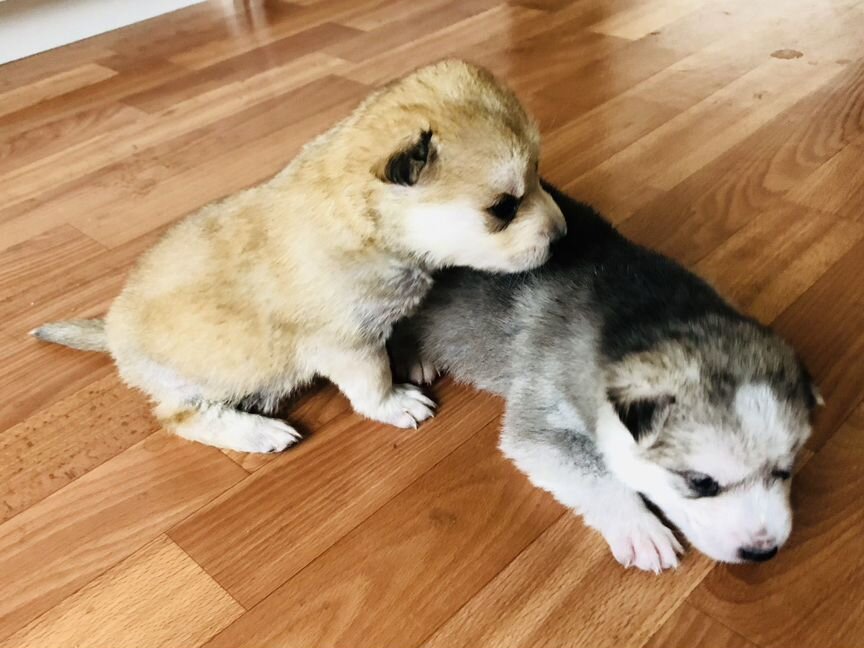 Щенки сибирской хаски