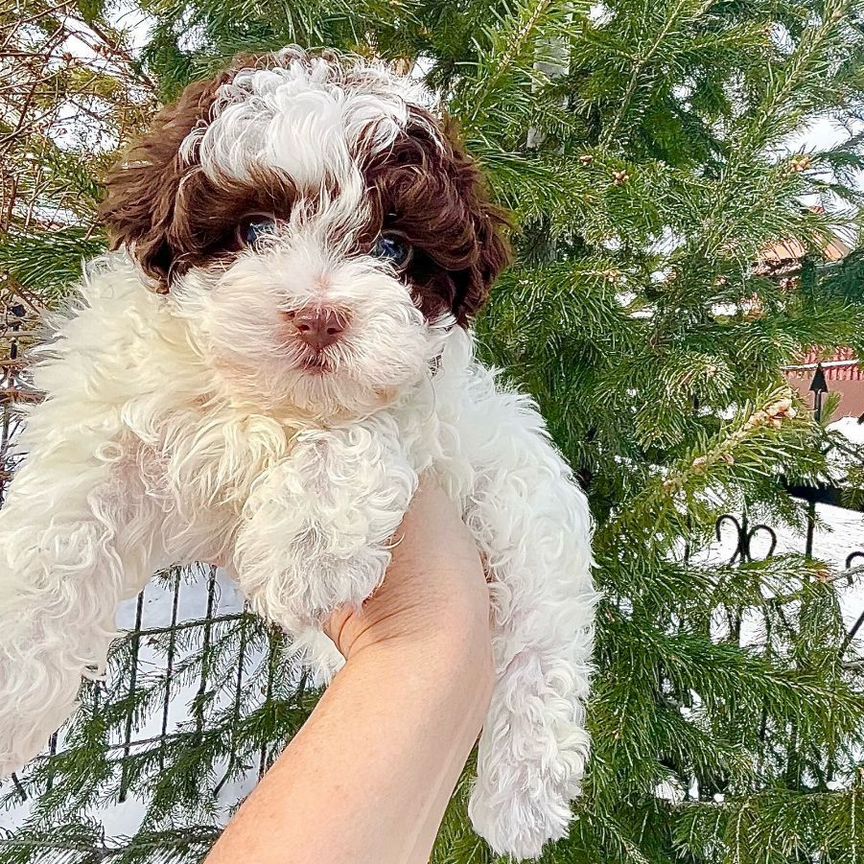 Той-пудель, щенок