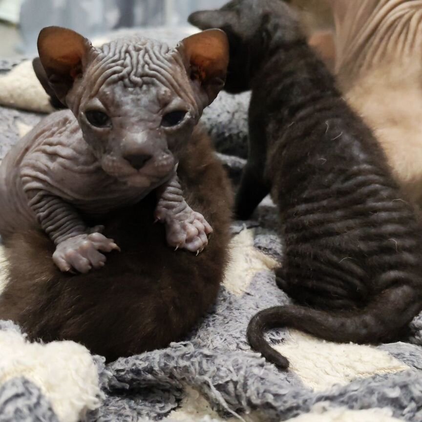 Канадский сфинкс котёнок