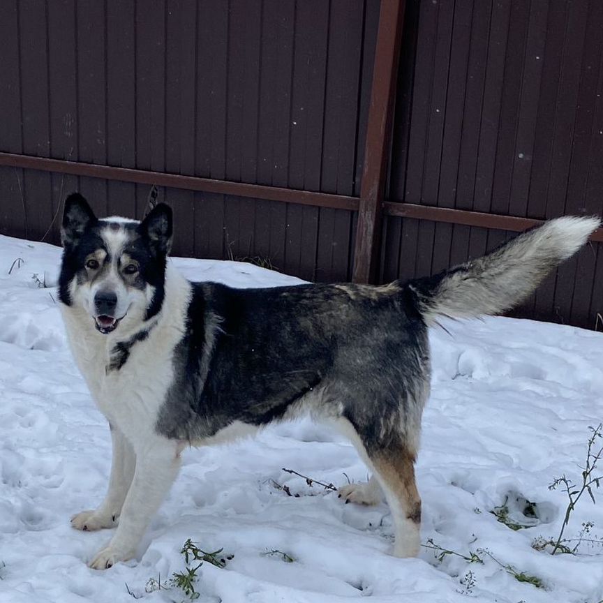Взрослая собака в добрые руки