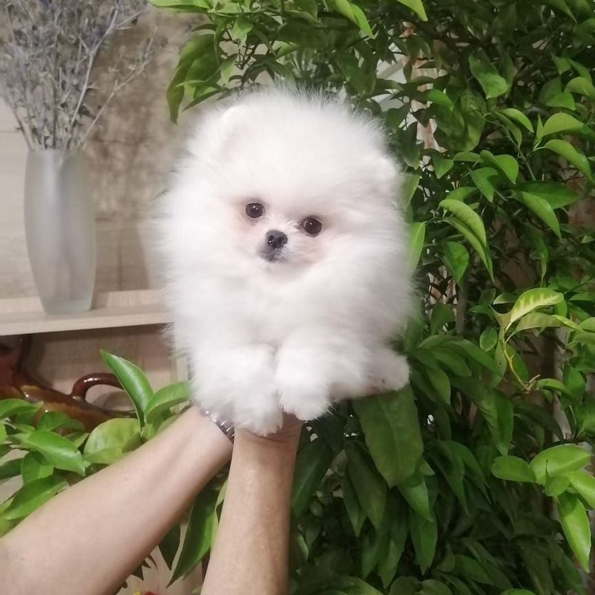 Белый померанский шпиц