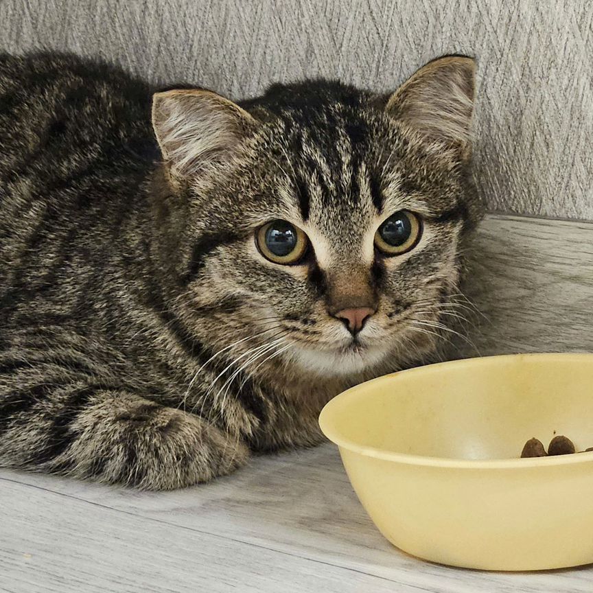 Взрослый кот в добрые руки