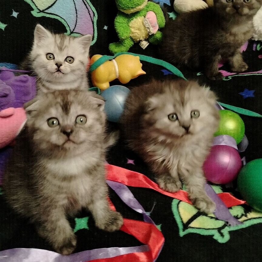 Шотландский вислоухий короткошёрстный котёнок