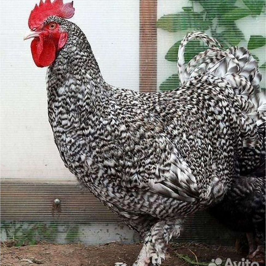 Мехеленская кукушка инкубационное яйцо