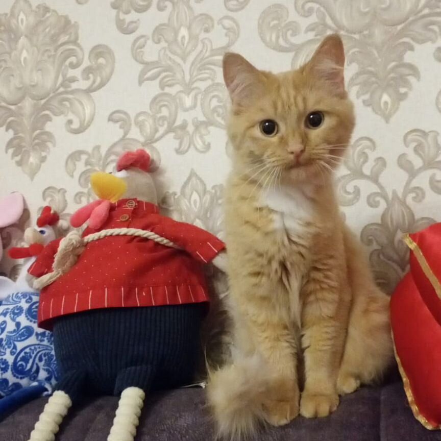 Пристраивается кошечка в добрые руки