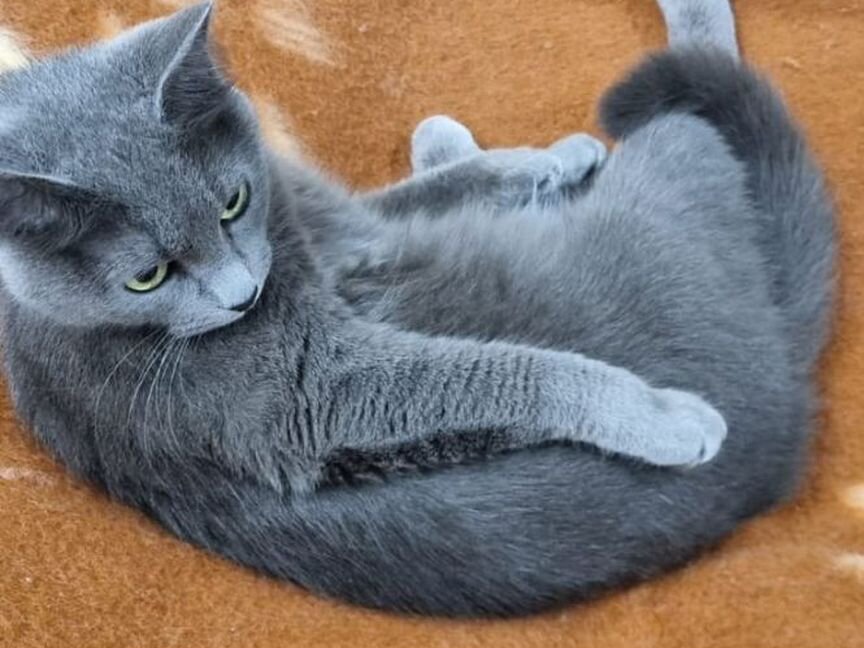 Русская голубая короткошерстная кошка