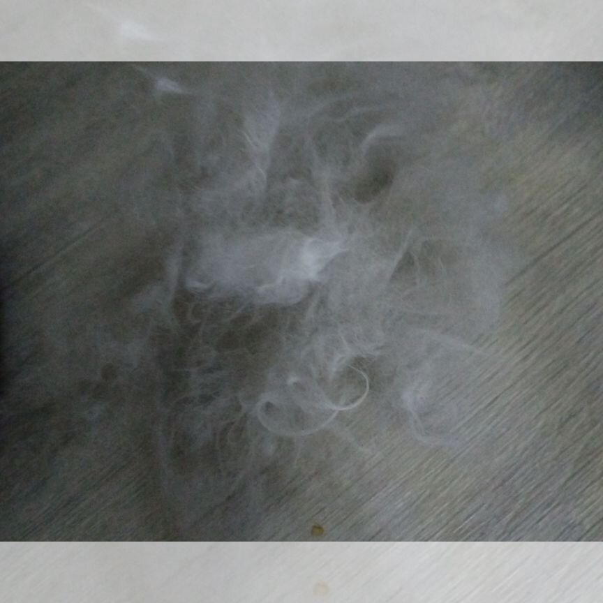 Кошачья шерсть