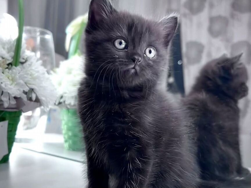 Шотландские прямоухие котята