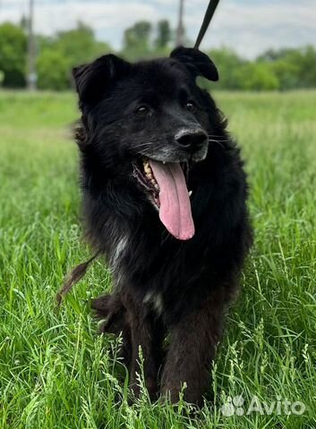 Красивая собака в приюте