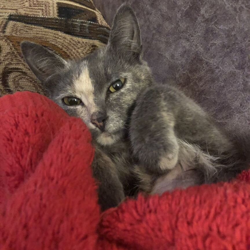 Кошечка в добрые руки