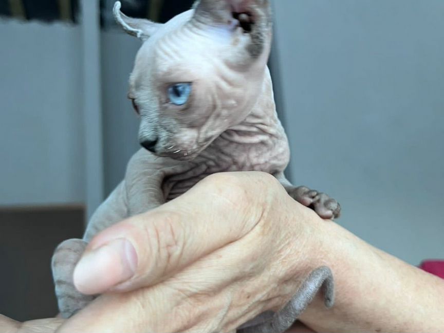 Сфинкс эльф