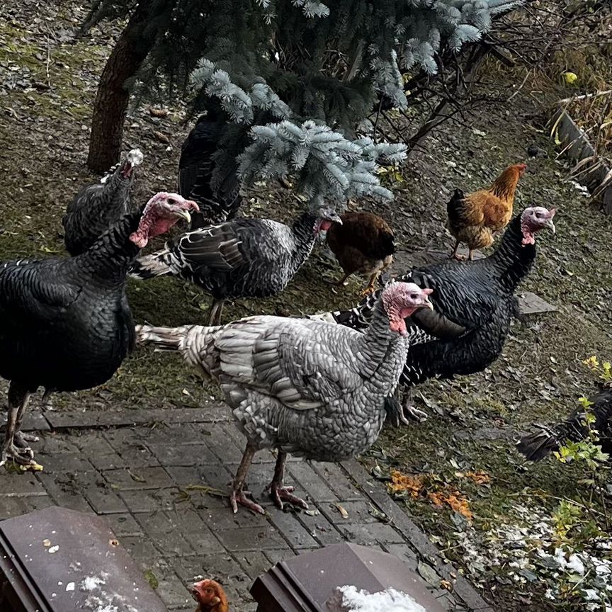 Индюки на племя или мясо