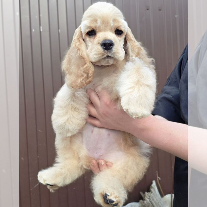 Американский кокер-спаниель, щенок