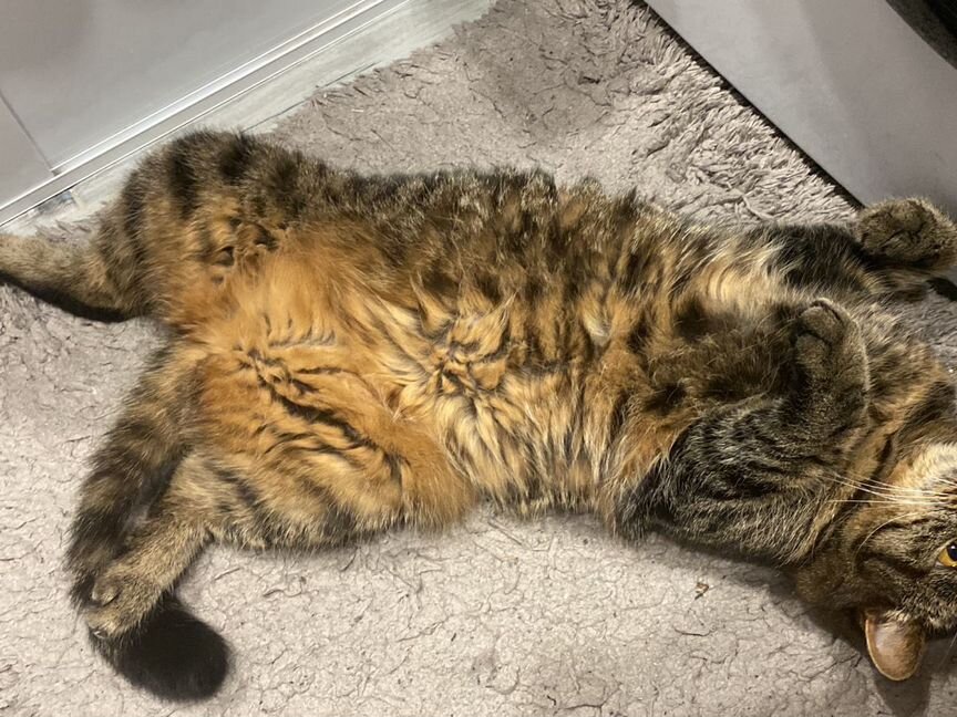 Кошка