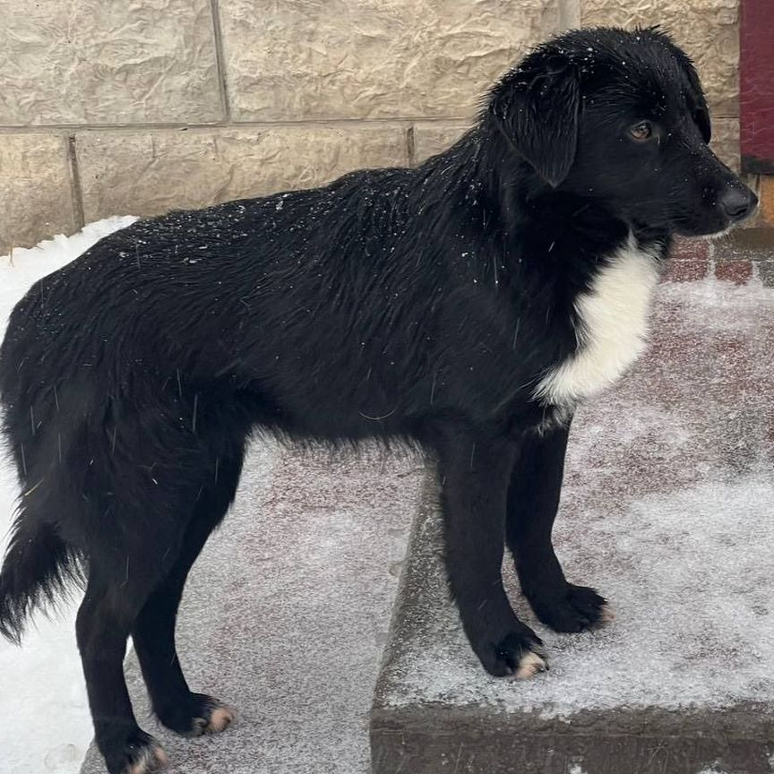 Щенок в добрые руки