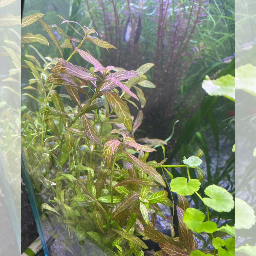 Аквариумное растение