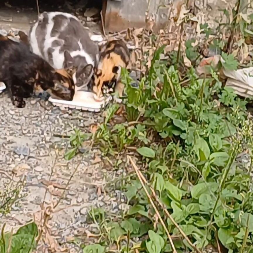 Пристроить котят