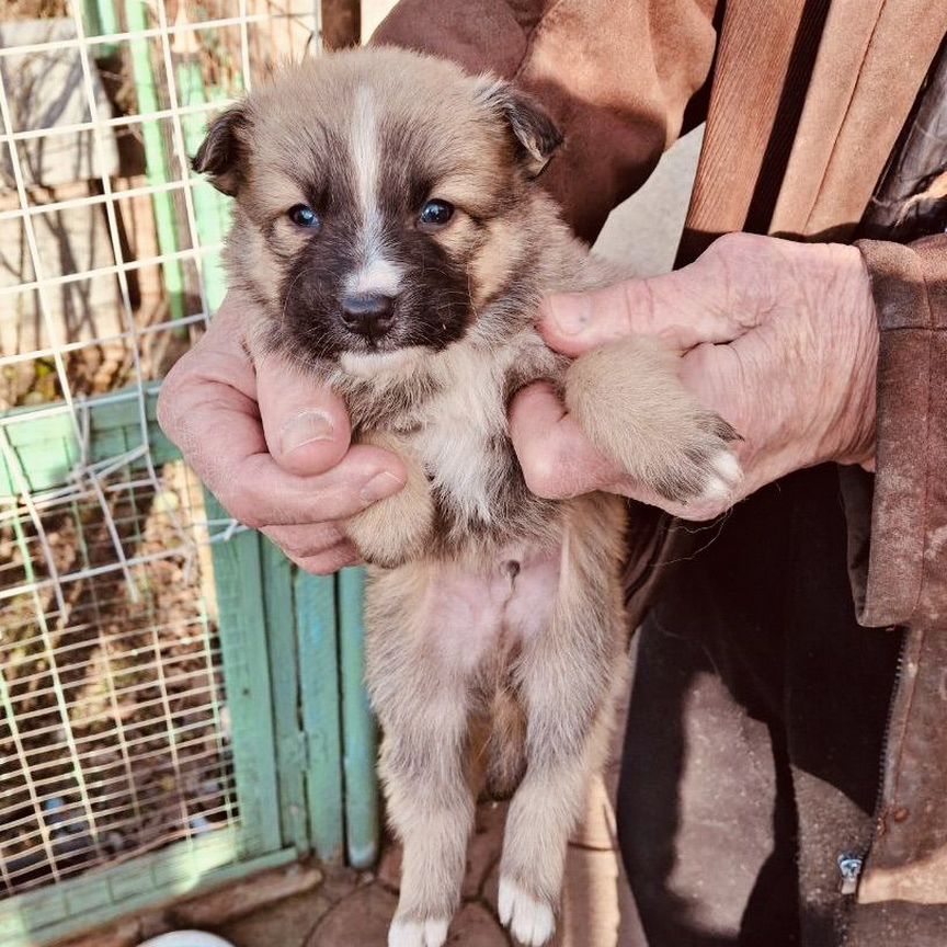 Щеночки в добрые руки