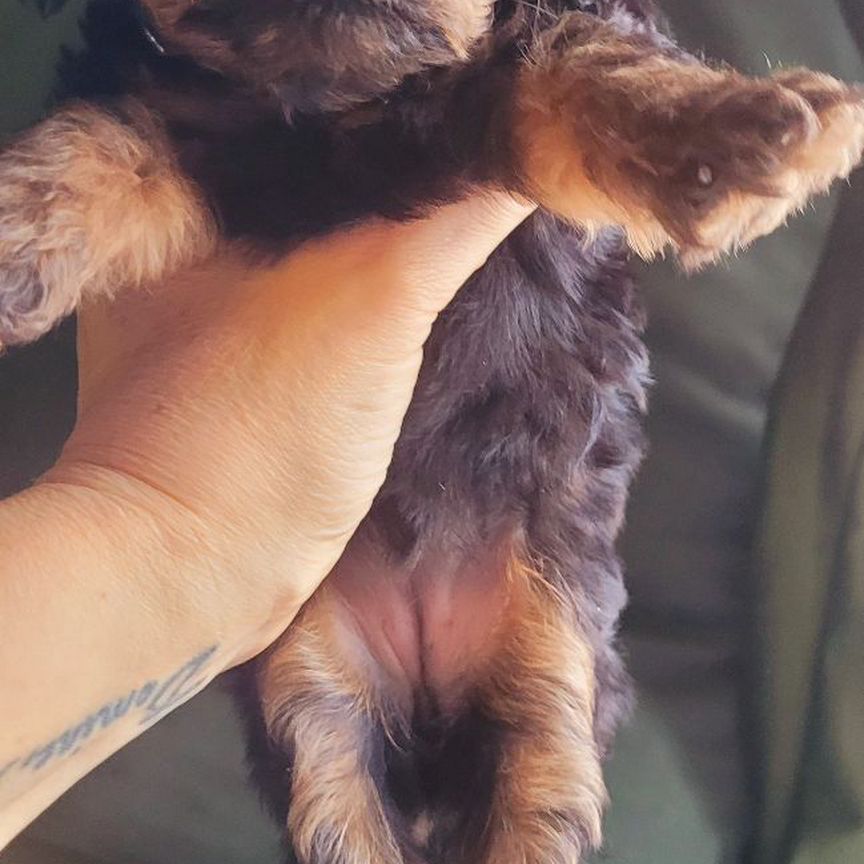 Мальтипу, щенок