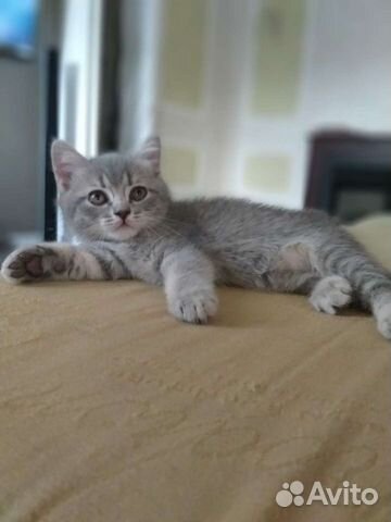 Шотландские котята