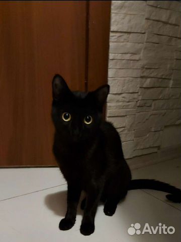 Черная кошечка в добрые руки