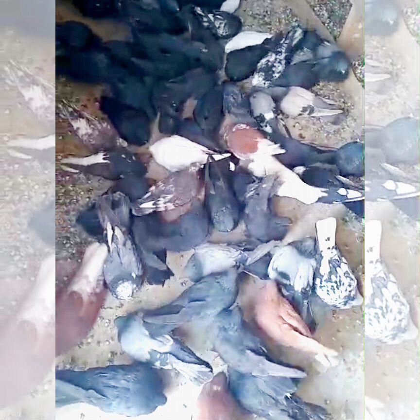 Николаевские голуби. Новосибирск. опт